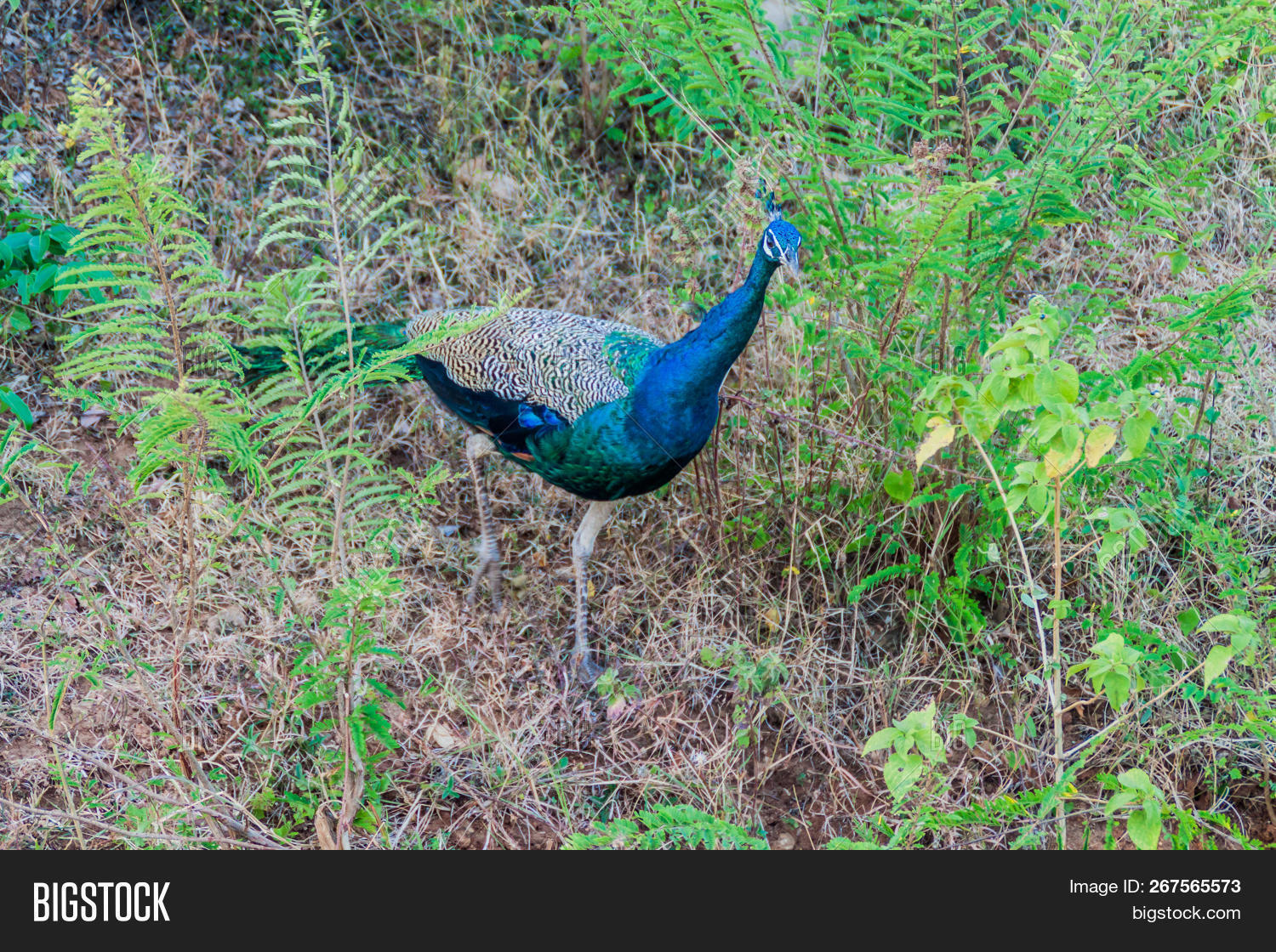 Peafowl Uda Walawe Image & Photo (Free Trial) | Bigstock