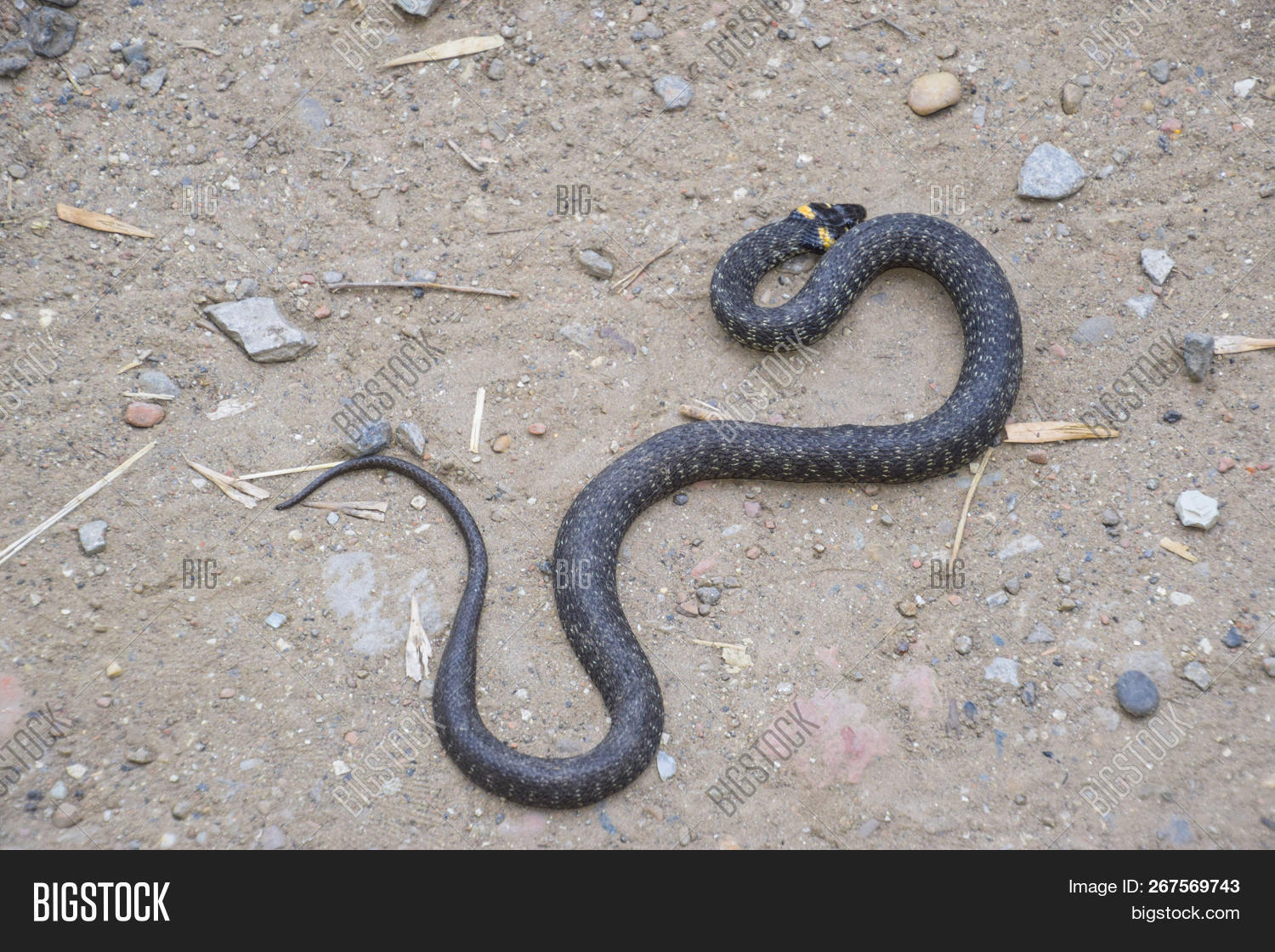 Crawling Animals Snake