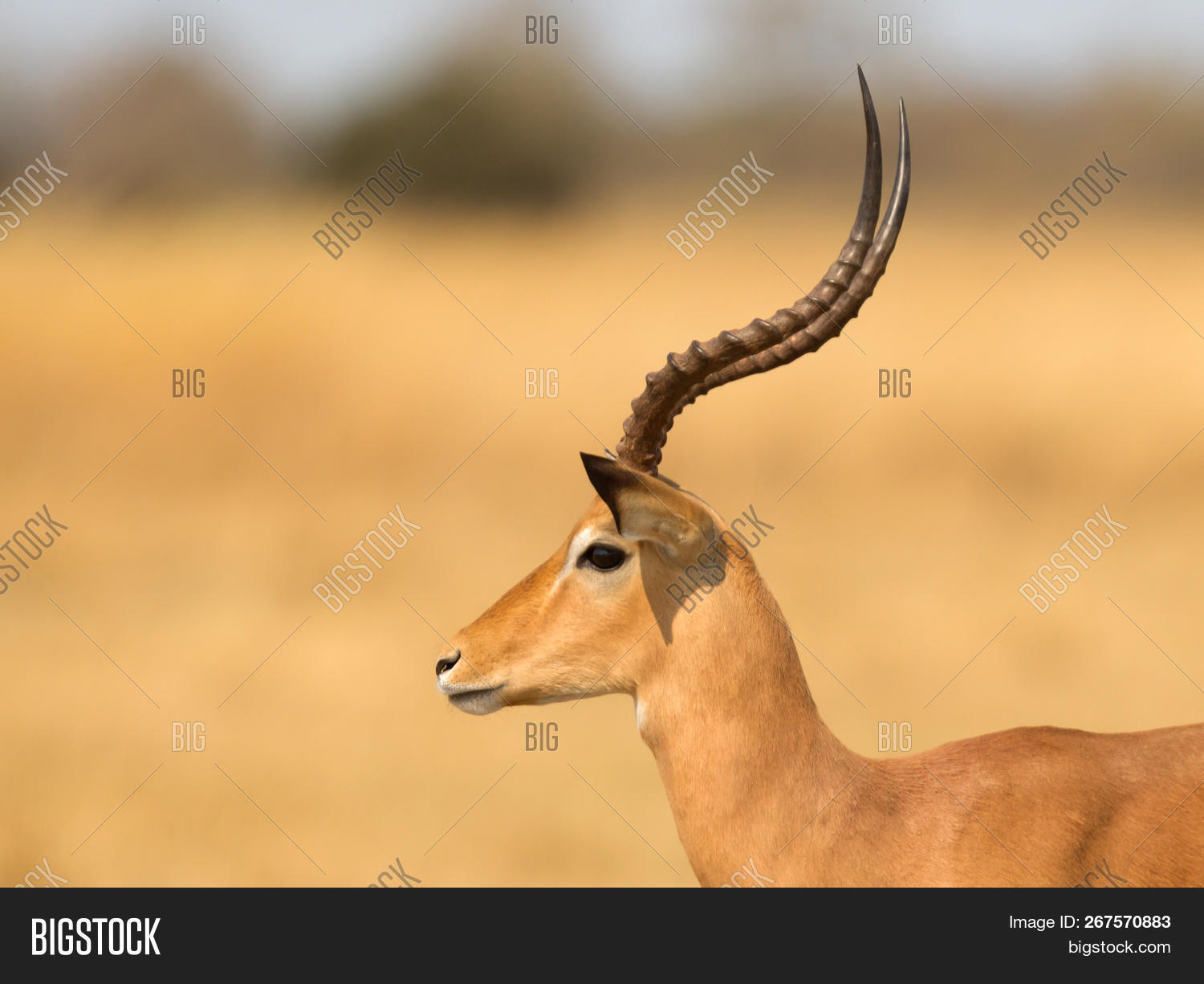 Common Impala ( Image & Photo (Free Trial) | Bigstock