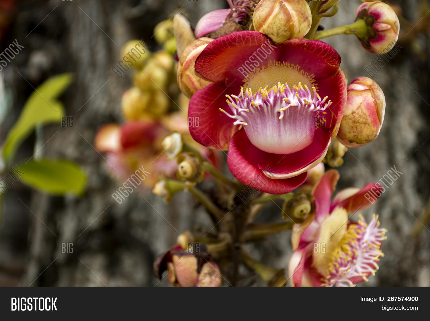 Sara Flower Garden Image & Photo (Free Trial) | Bigstock