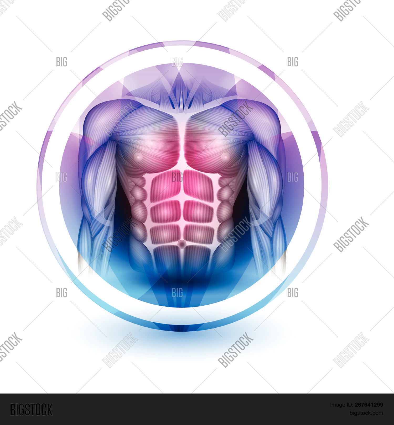 Muscles Human Body, Vector & Photo (Free Trial) | Bigstock