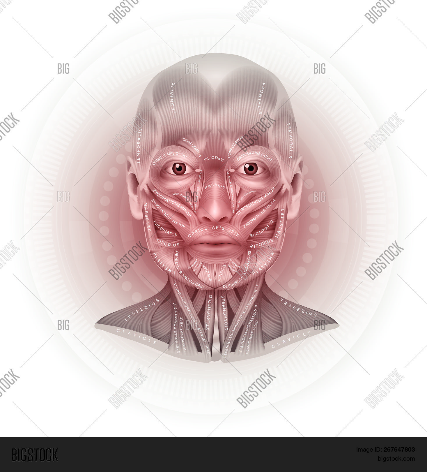 Face Neck Muscles Vector & Photo (Free Trial) | Bigstock
