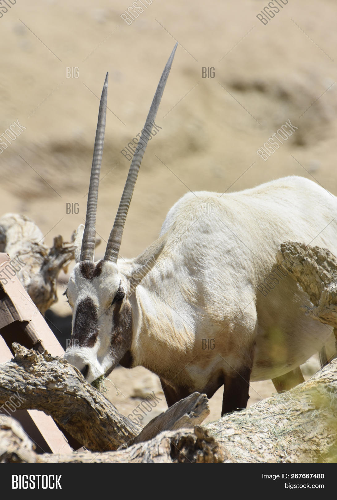 Arabian Oryx Part Image & Photo (Free Trial) | Bigstock