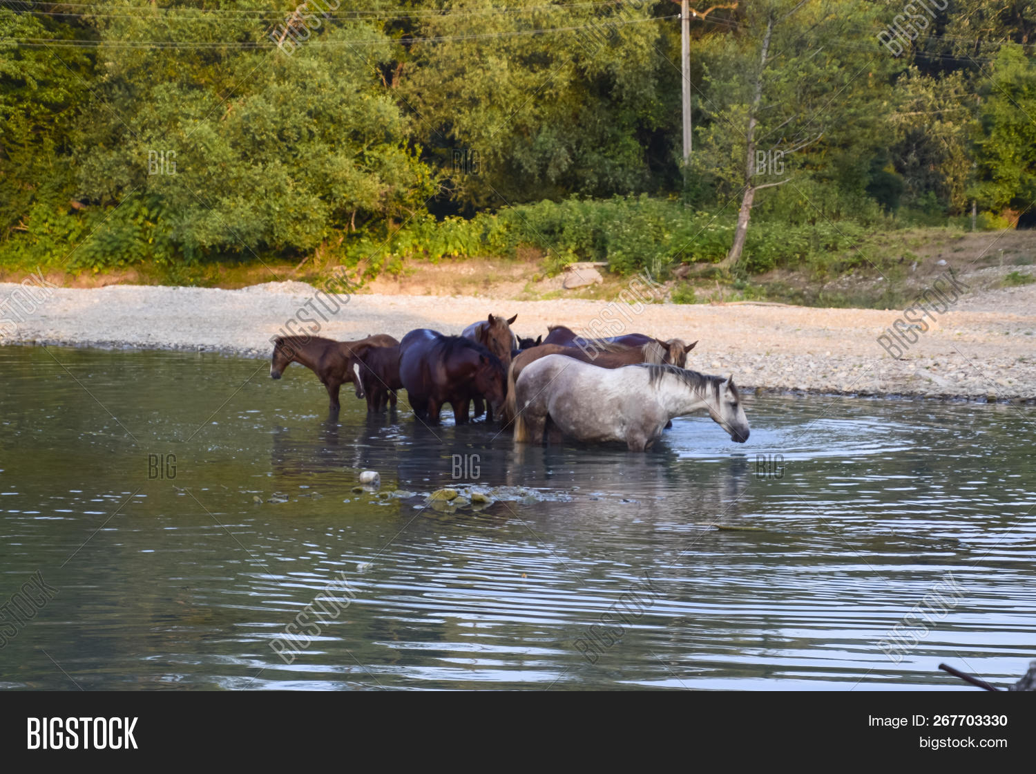 Horses Walk Line Image & Photo (Free Trial) | Bigstock