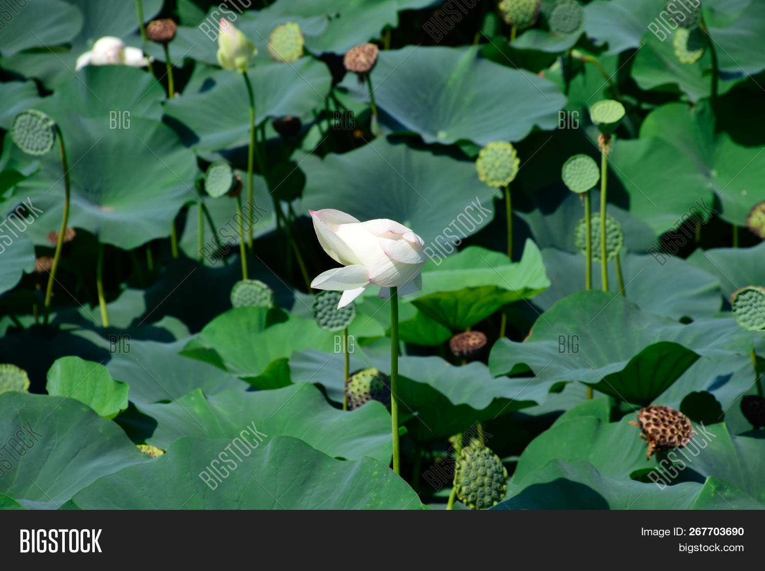 Pond Lotuses. Lotuses Image & Photo (Free Trial) | Bigstock