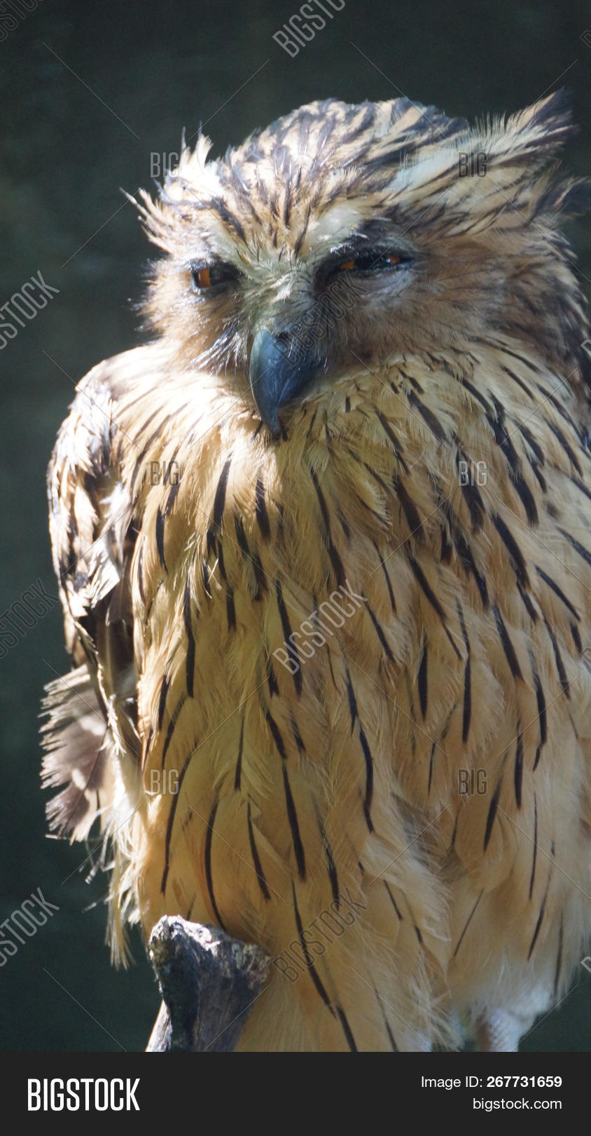 Tawny Fish Owl Species Image & Photo (Free Trial) | Bigstock