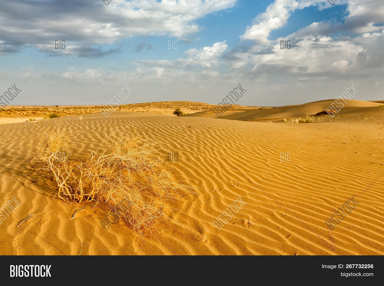 Thar Desert Sand Dunes