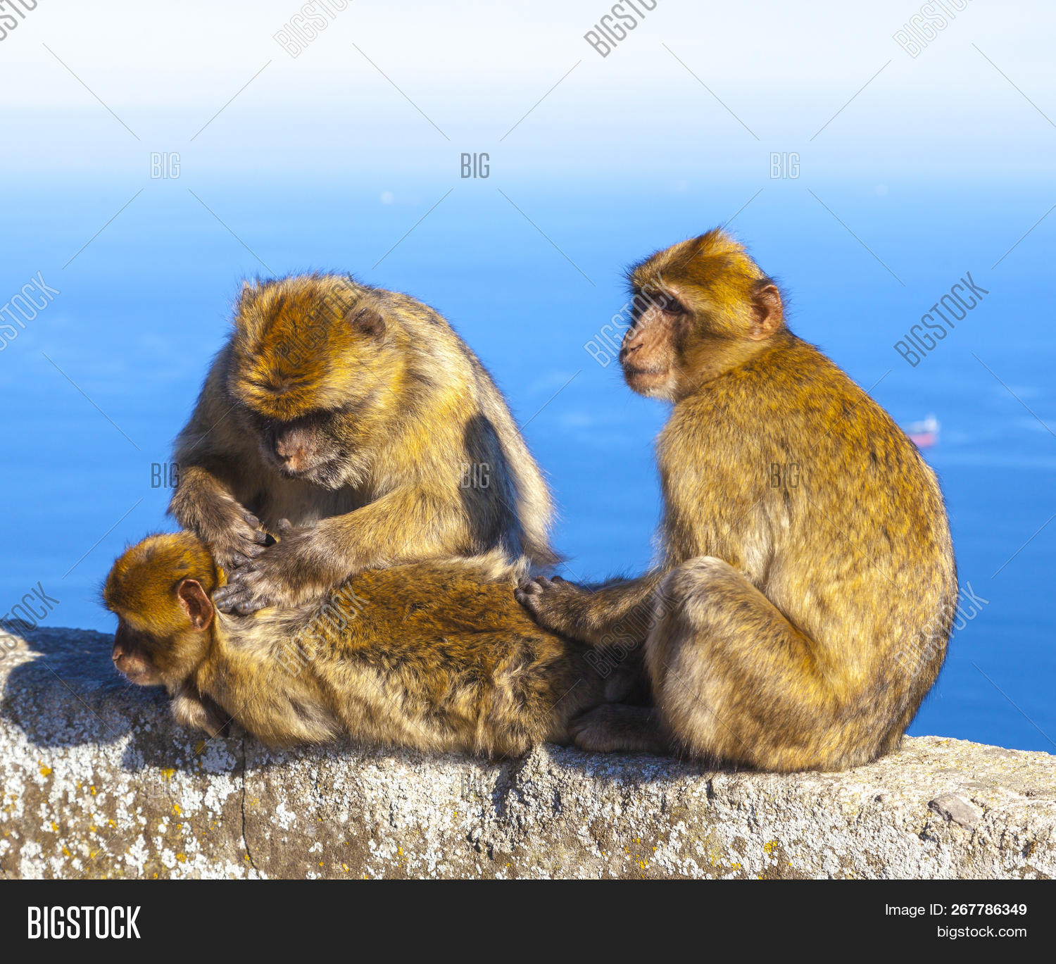 Monkeys Gibraltar, Image & Photo (Free Trial) | Bigstock