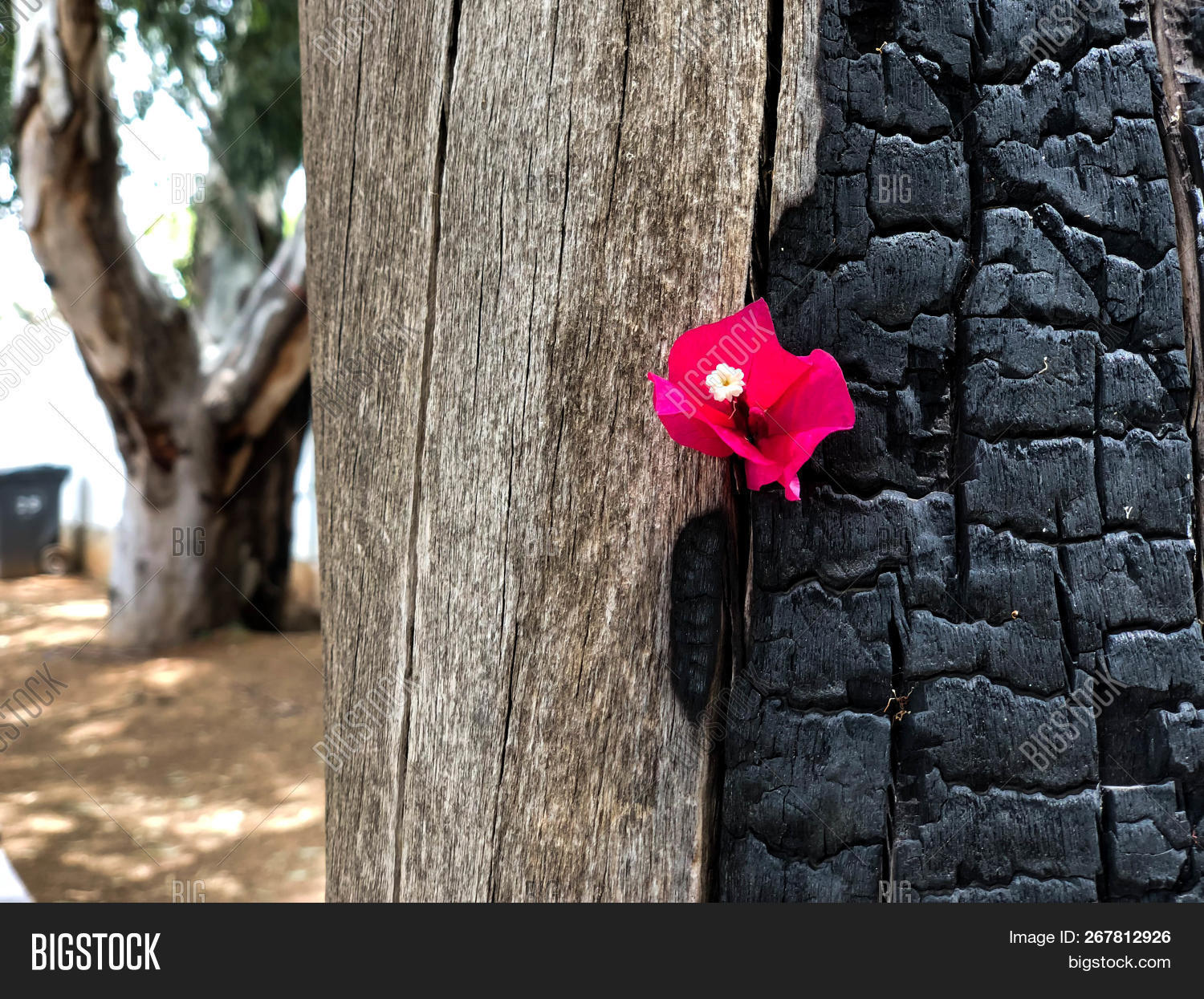 Pink Flower On Burnt Image & Photo (Free Trial) | Bigstock