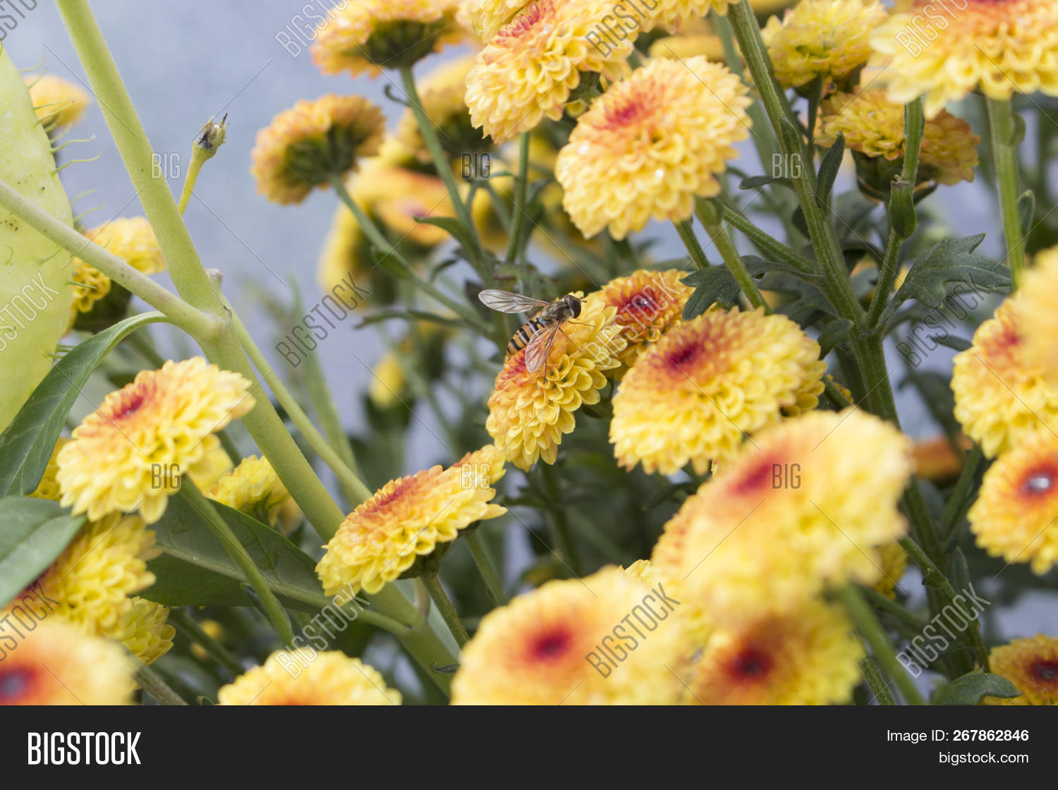 Single Flower Fly On Image & Photo (Free Trial) | Bigstock