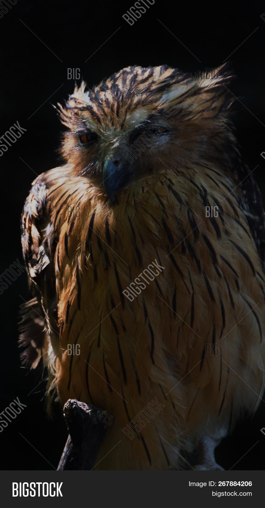 Tawny Fish Owl Species Image & Photo (Free Trial) | Bigstock