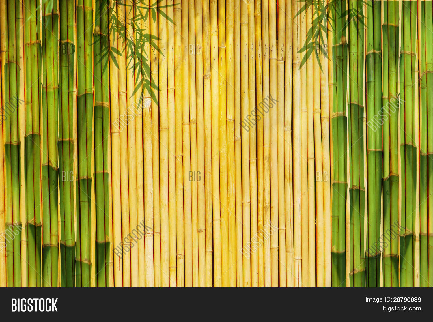 Bamboo Background Image & Photo (Free Trial) | Bigstock