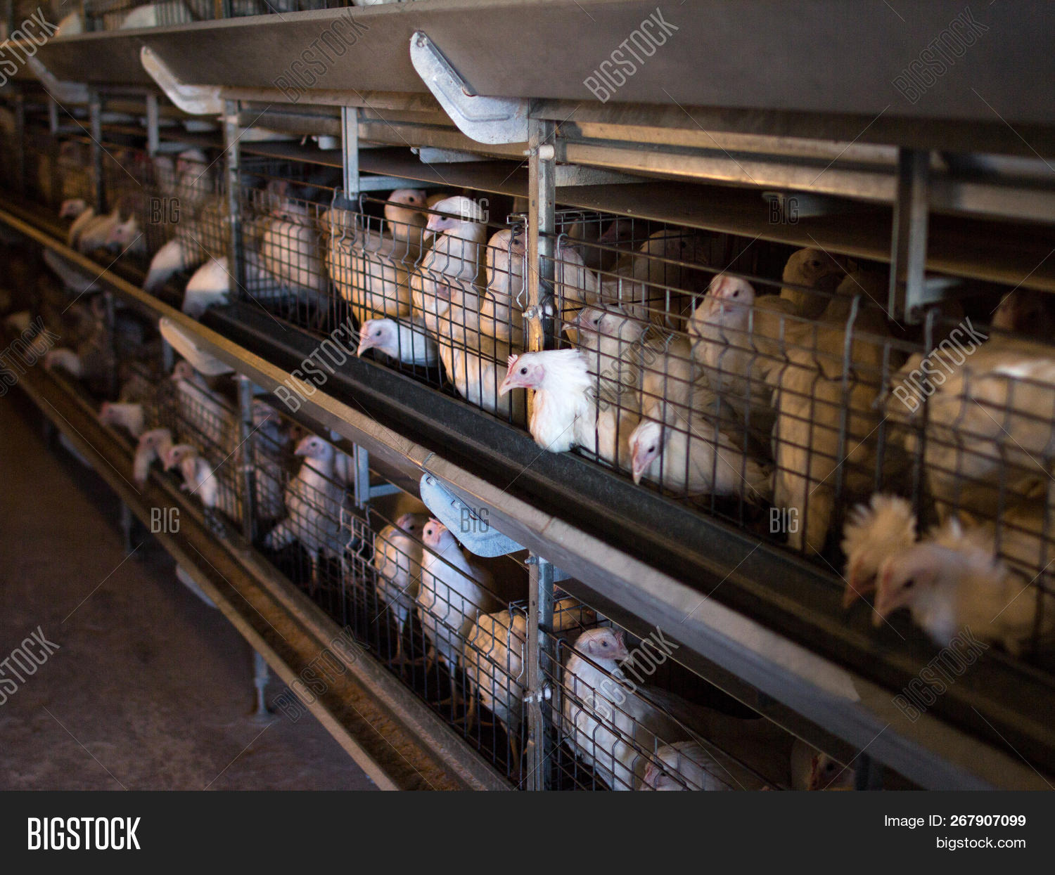 Breeding Broiler Image & Photo (Free Trial) | Bigstock