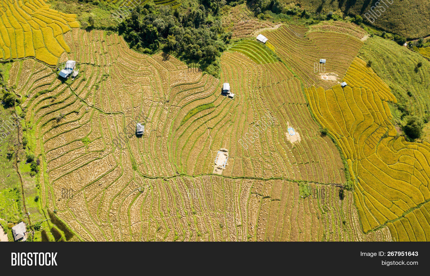 Most Beautiful Rice Image & Photo (Free Trial) | Bigstock