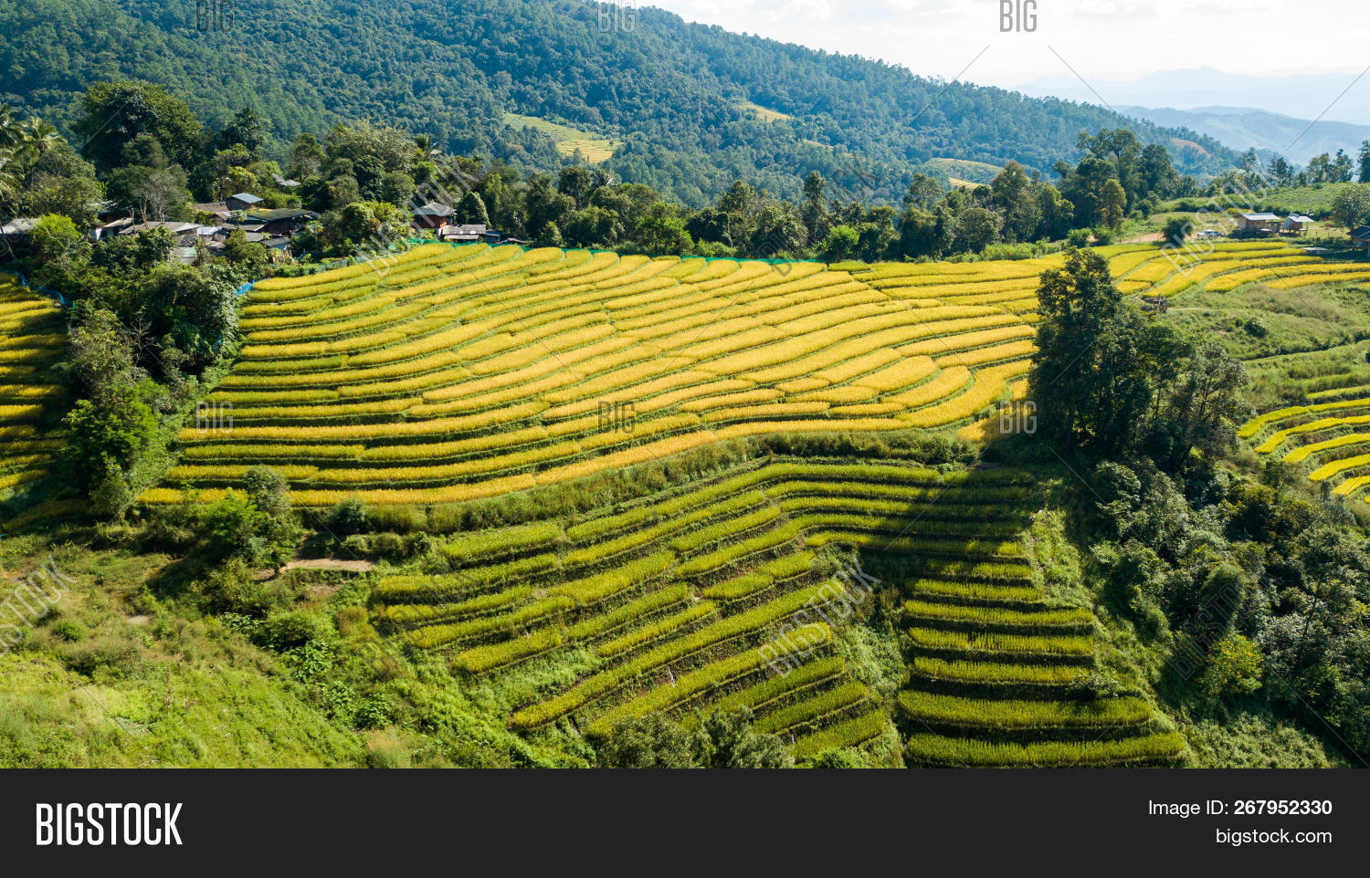 Most Beautiful Rice Image & Photo (Free Trial) | Bigstock