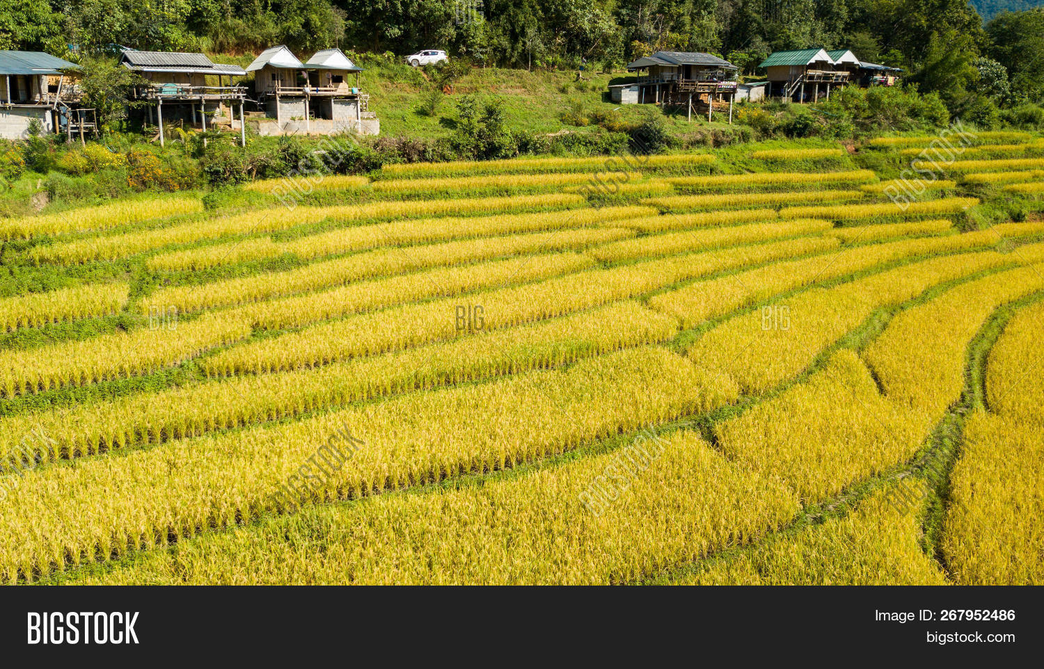 Most Beautiful Rice Image & Photo (Free Trial) | Bigstock