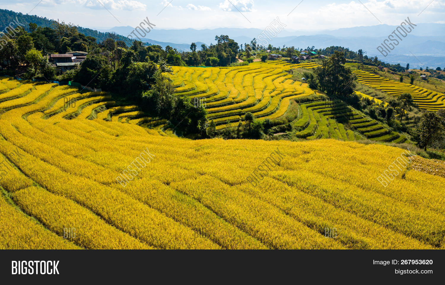 Most Beautiful Rice Image & Photo (Free Trial) | Bigstock