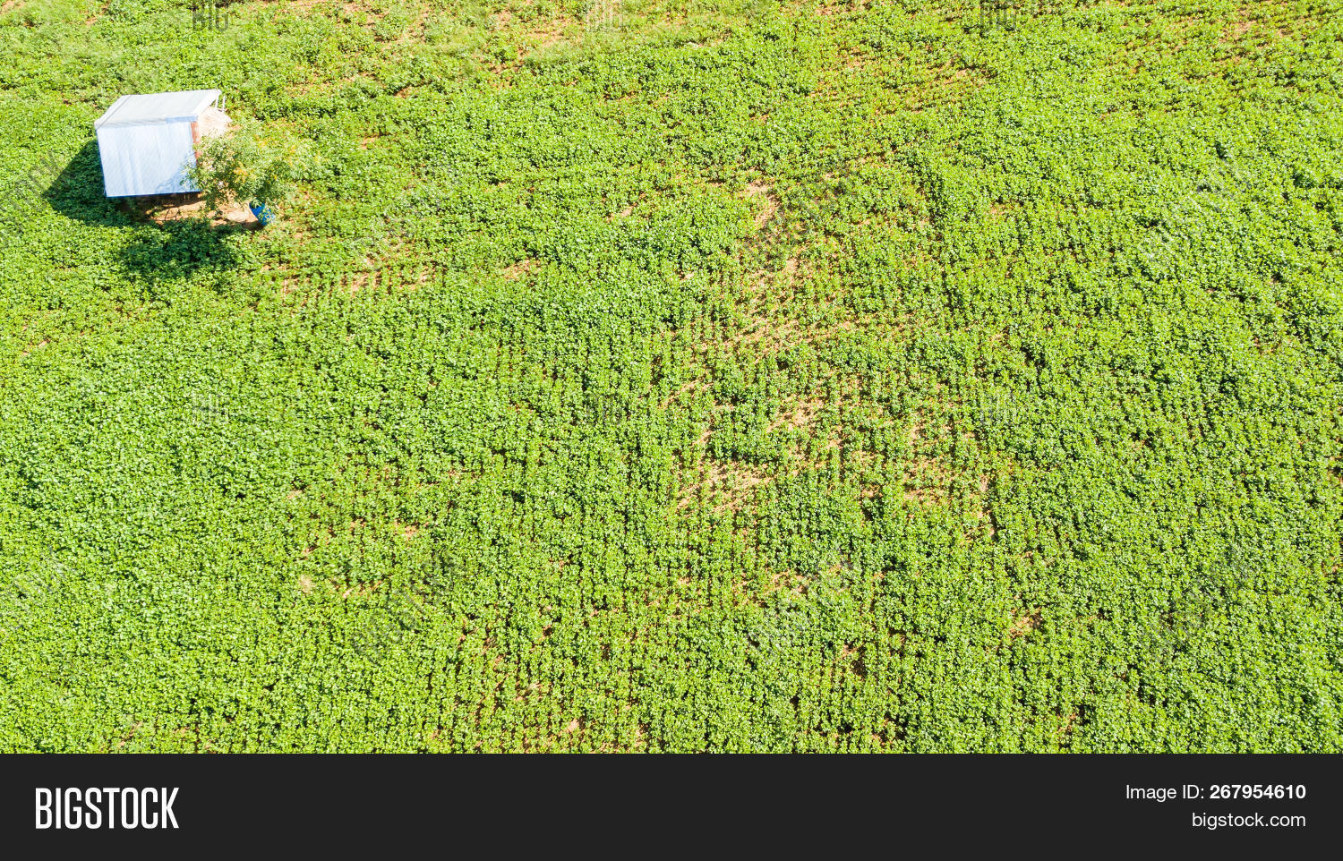 Most Beautiful Rice Image & Photo (Free Trial) | Bigstock