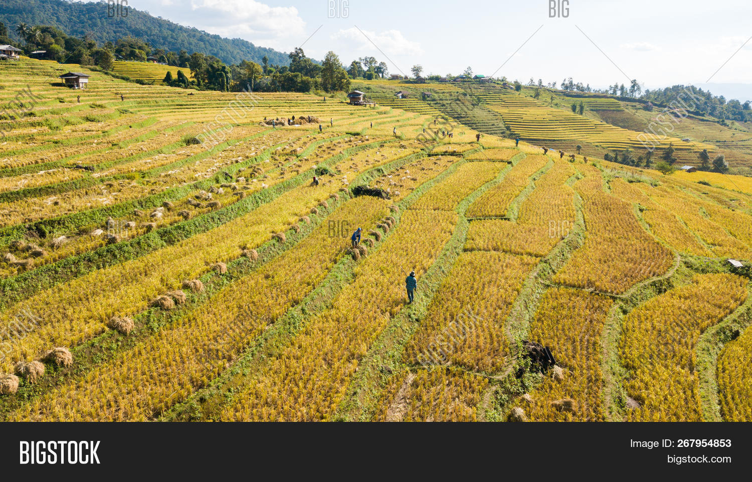 Most Beautiful Rice Image & Photo (Free Trial) | Bigstock