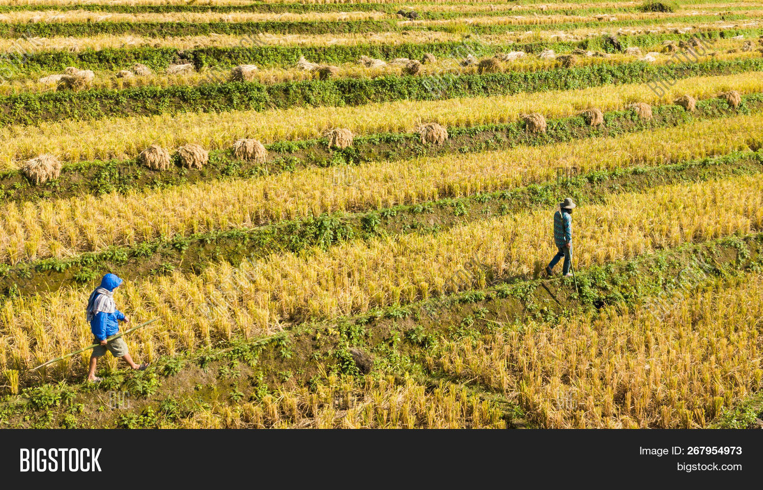 Most Beautiful Rice Image & Photo (Free Trial) | Bigstock