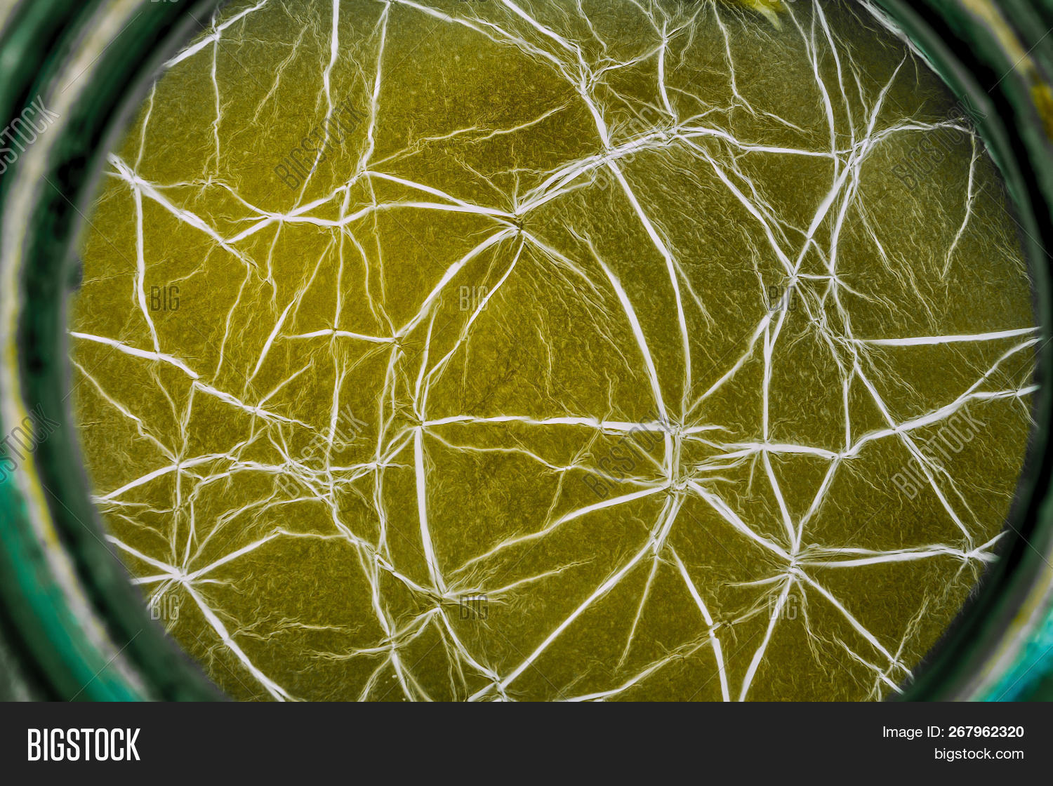 Mold Background. Macro Image & Photo (Free Trial) | Bigstock