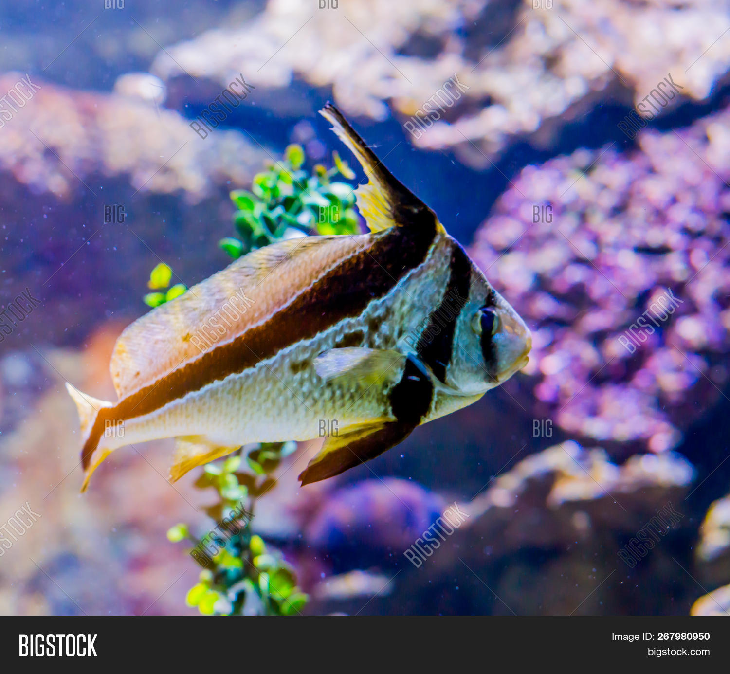 Jackknife Fish Known Image & Photo (Free Trial) | Bigstock