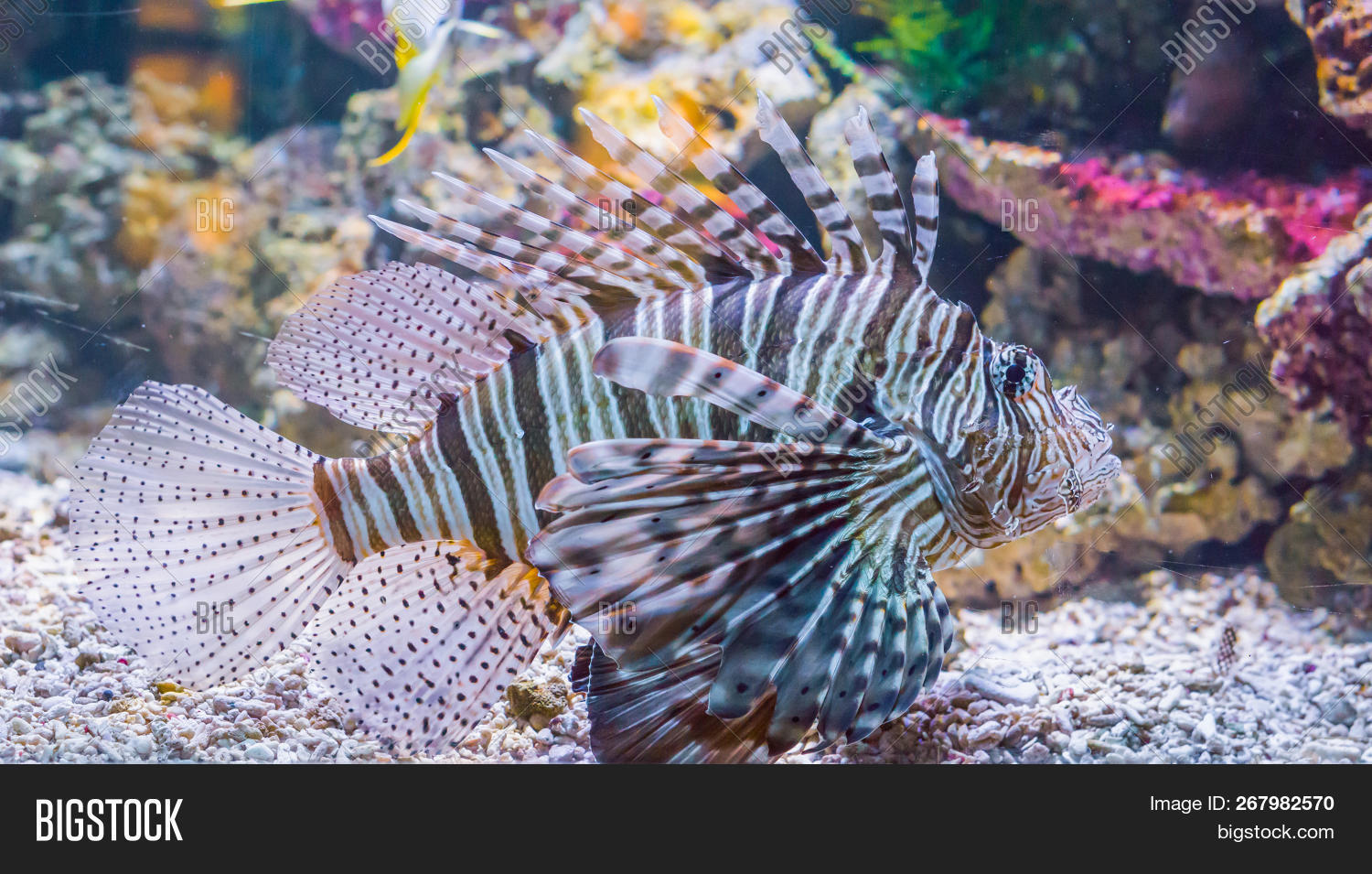 Beautiful Marine Life Image & Photo (Free Trial) | Bigstock