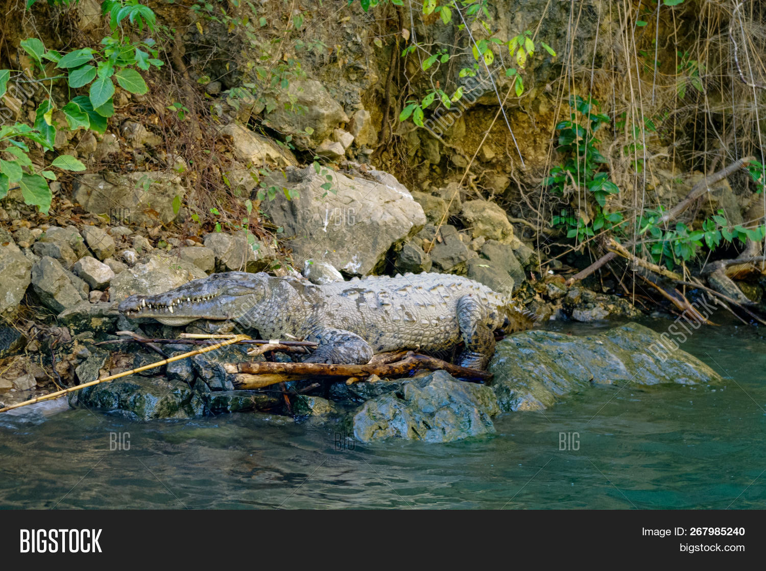 Crocodile Near Rio Image & Photo (Free Trial) | Bigstock