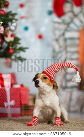 Dog Under Tree Images, Illustrations & Vectors (Free) - Bigstock