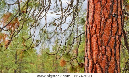 Close Red Pine Tree Image & Photo (Free Trial) | Bigstock