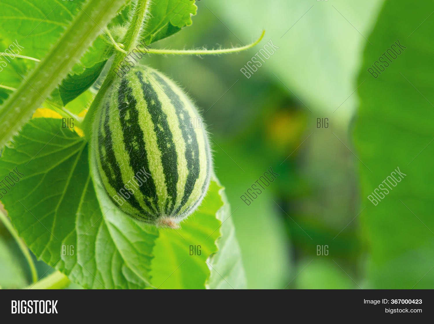 Small Unripe Melon Image & Photo (Free Trial) | Bigstock