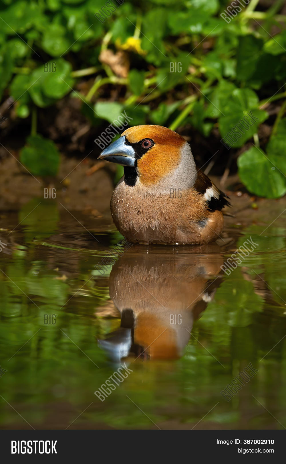 Colorful Male Hawfinch Image & Photo (Free Trial) | Bigstock