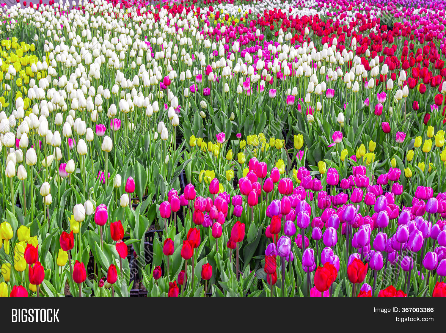 Bright Spring Flowers Image & Photo (Free Trial) | Bigstock