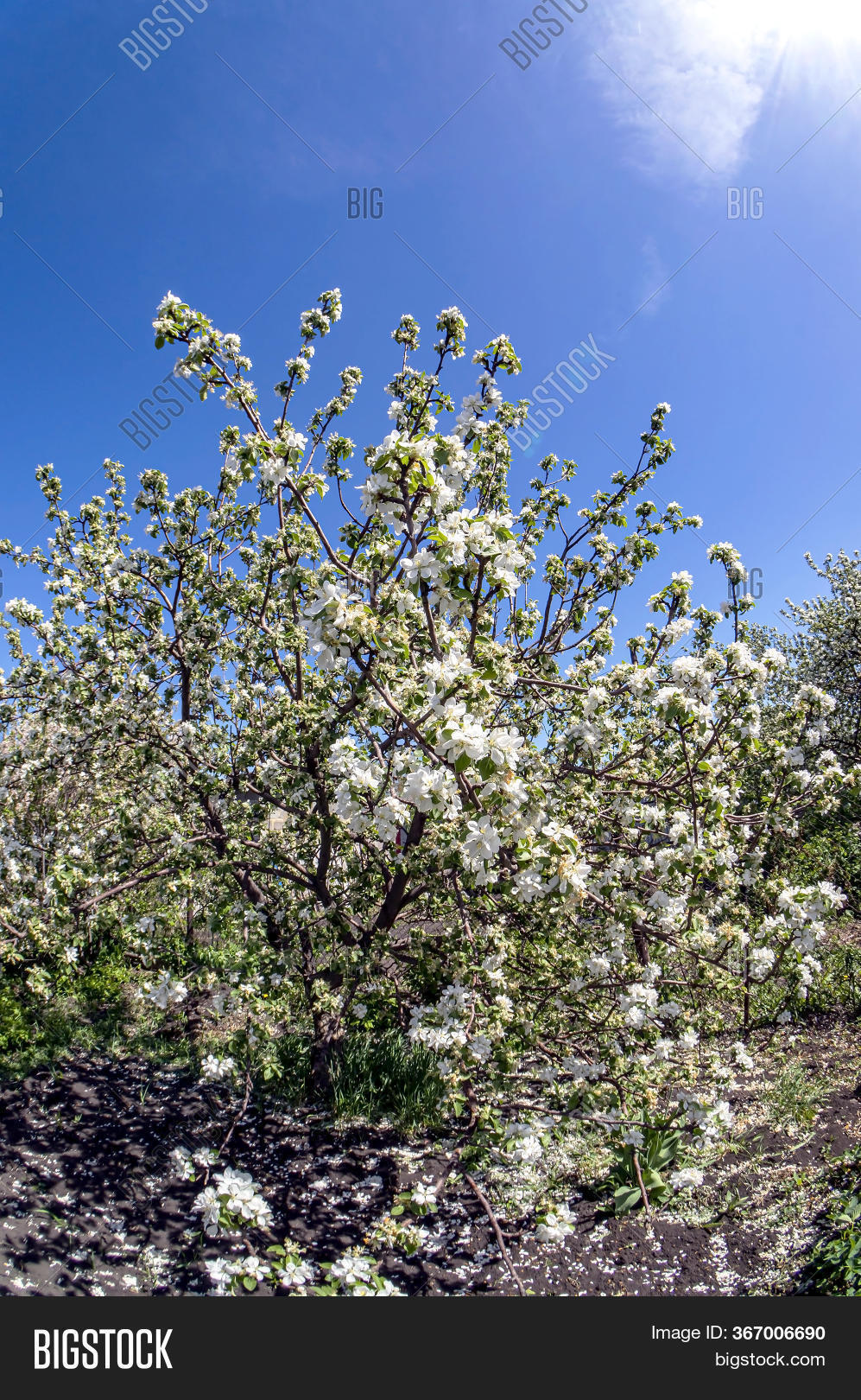 Blooming Apple Tree Image & Photo (Free Trial) | Bigstock