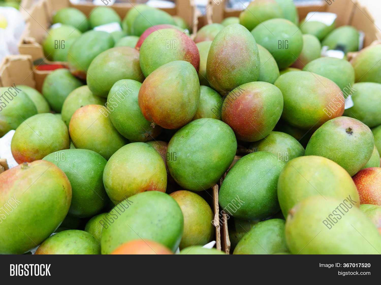Mango Fruit Farmers Image & Photo (Free Trial) | Bigstock