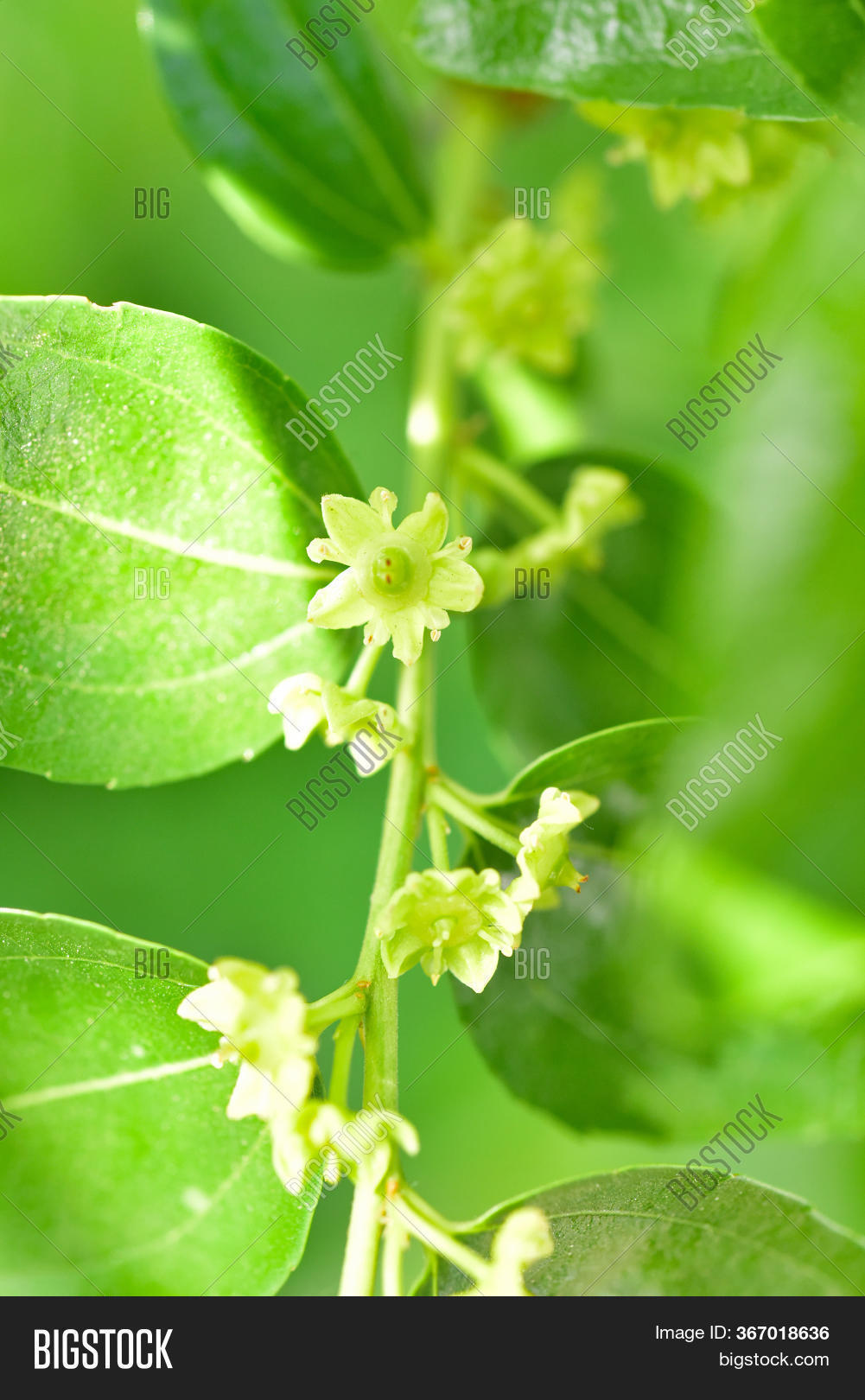 Jojoba Blooming Tree Image & Photo (Free Trial) | Bigstock