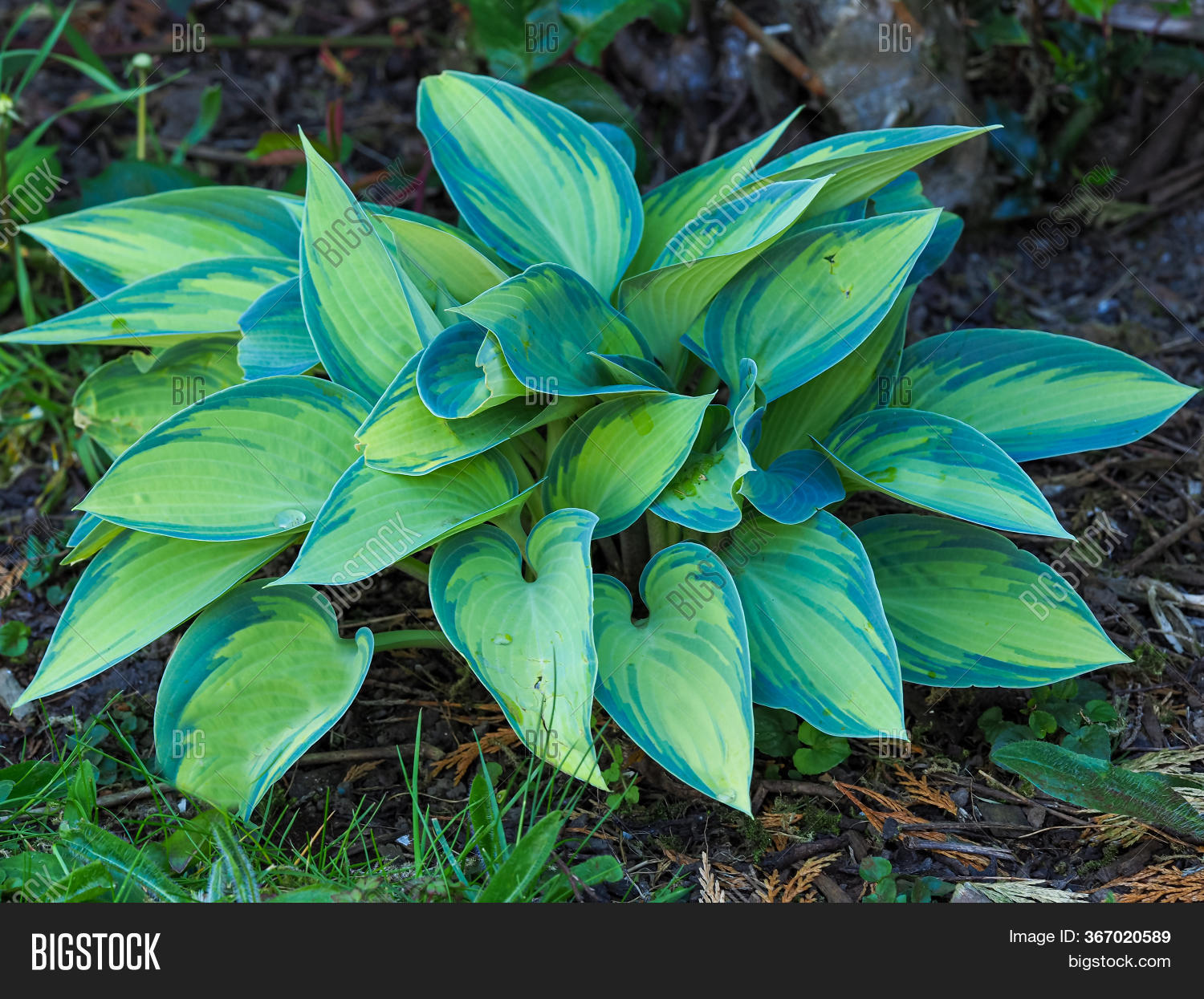 Hosta Plant Colourful Image & Photo (Free Trial) | Bigstock