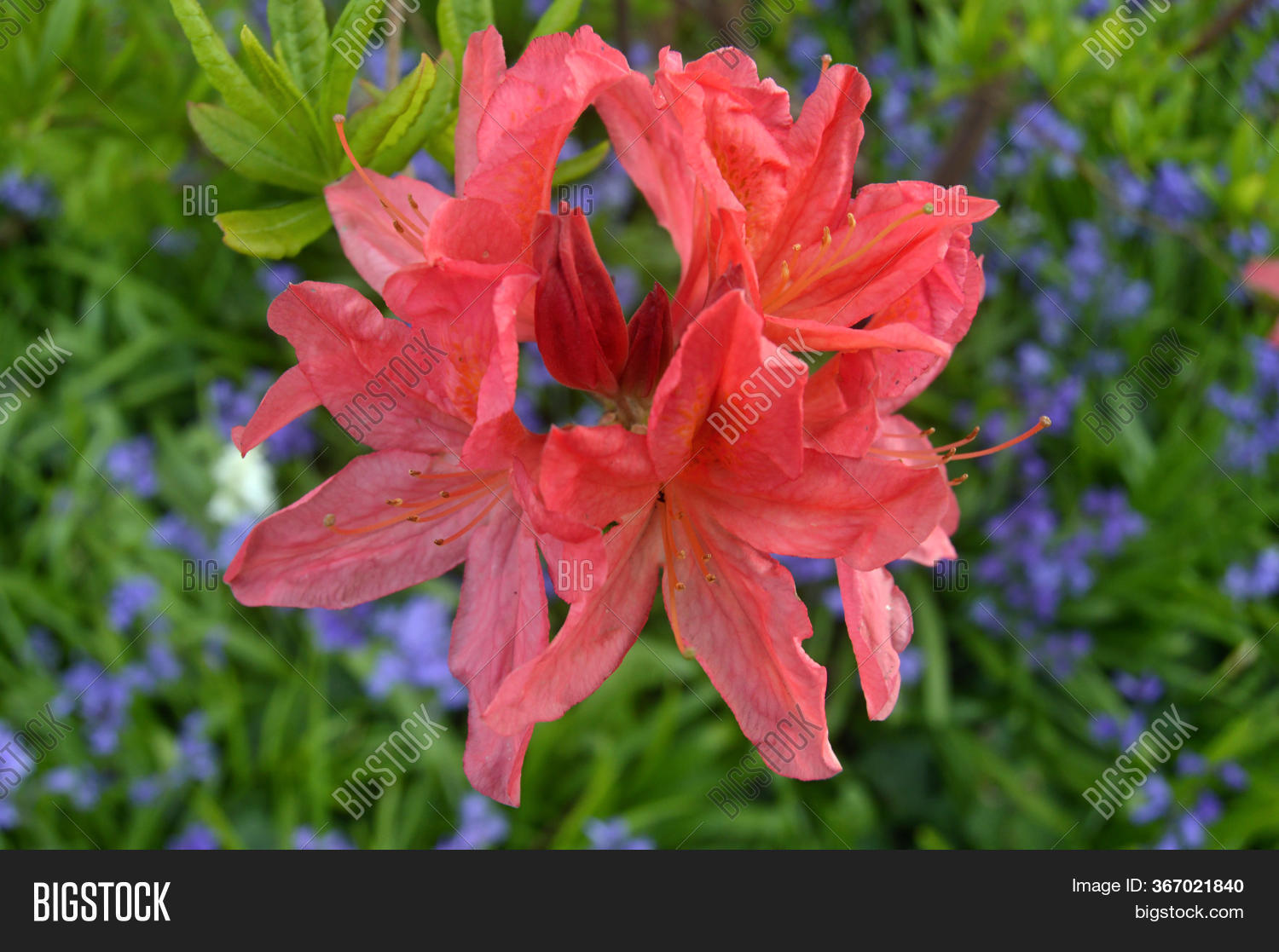 Rhododendron Azalea Image & Photo (Free Trial) | Bigstock