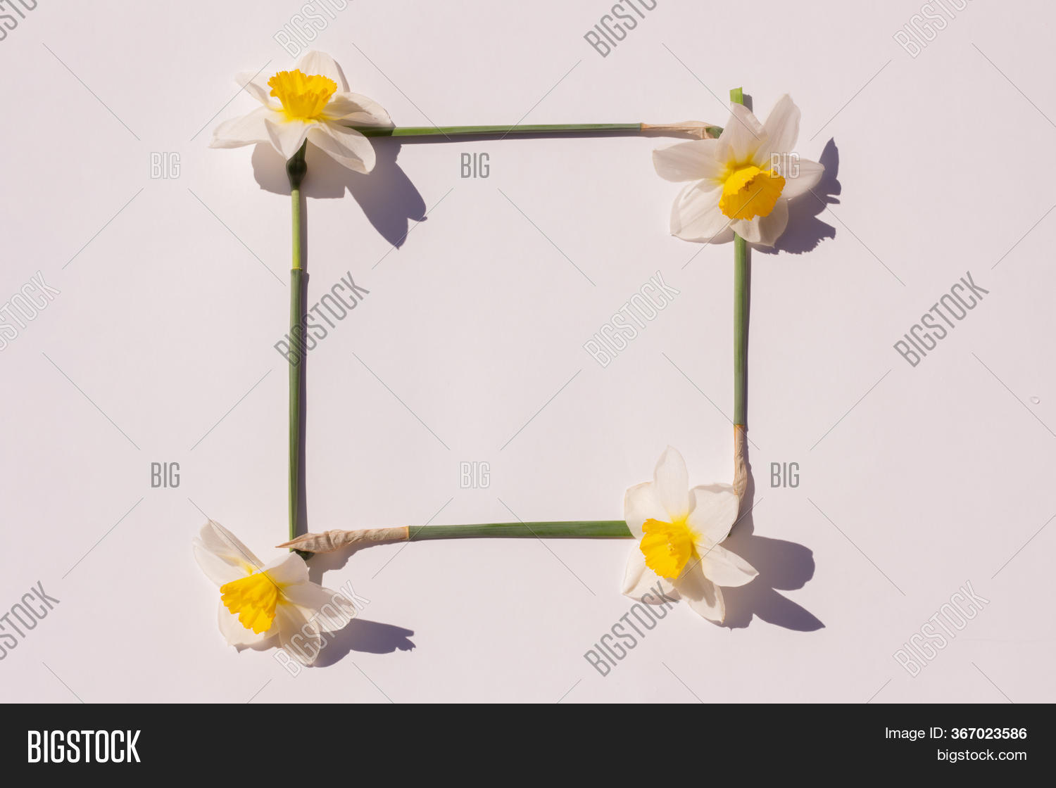 Frame Daffodil Flowers Image & Photo (Free Trial) | Bigstock