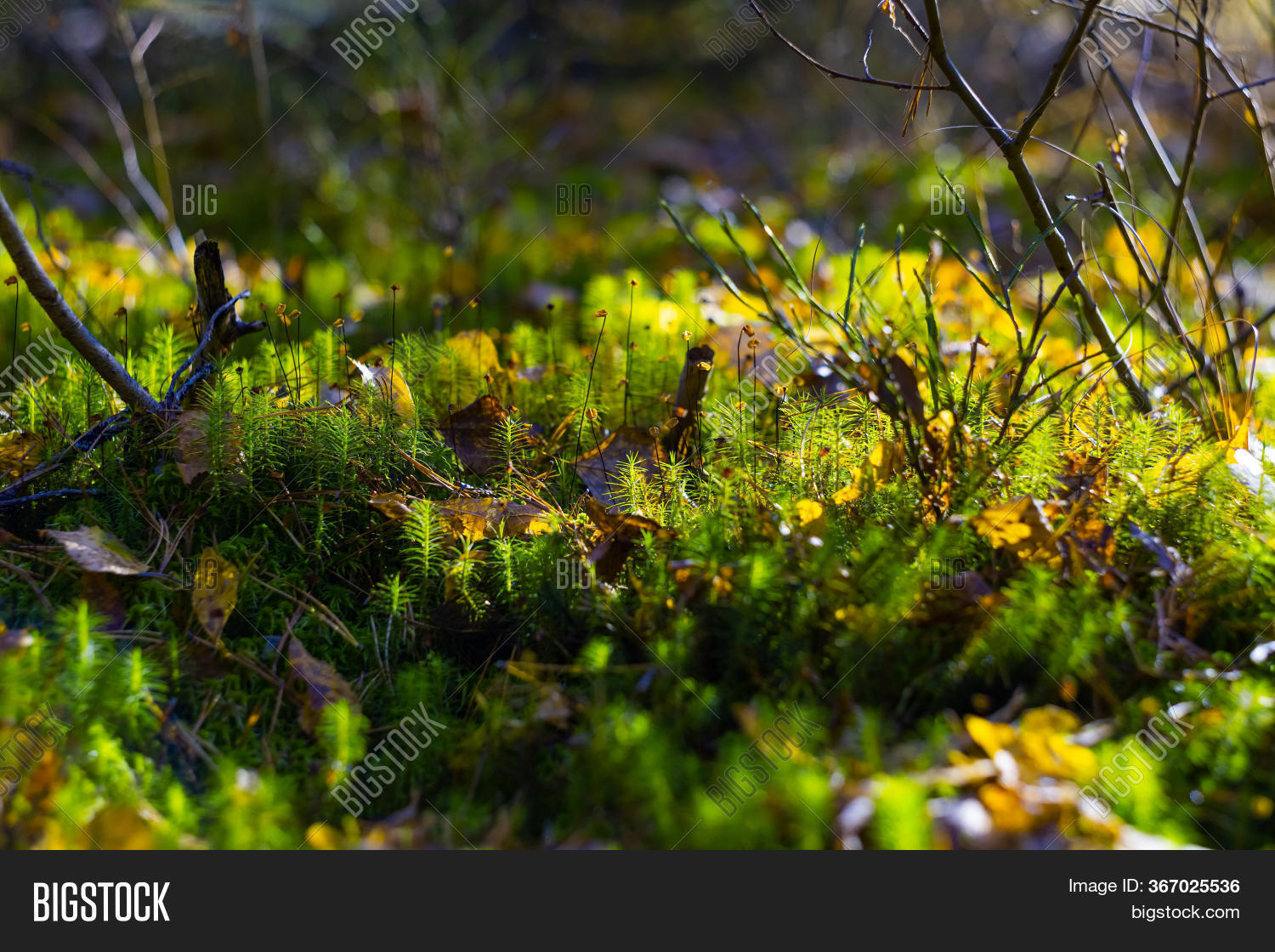 Forest Litter. Image & Photo (Free Trial) | Bigstock