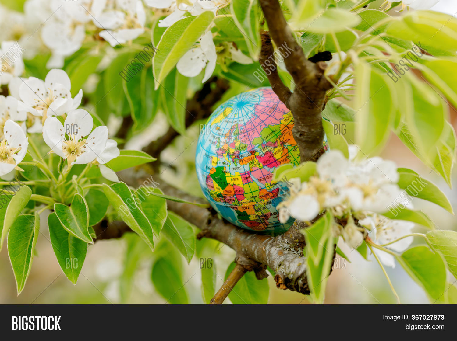 Globe Flowering Tree. Image & Photo (Free Trial) | Bigstock