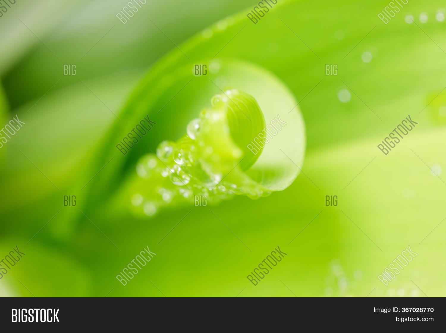 Blurred Natural Leaf Image & Photo (Free Trial) | Bigstock