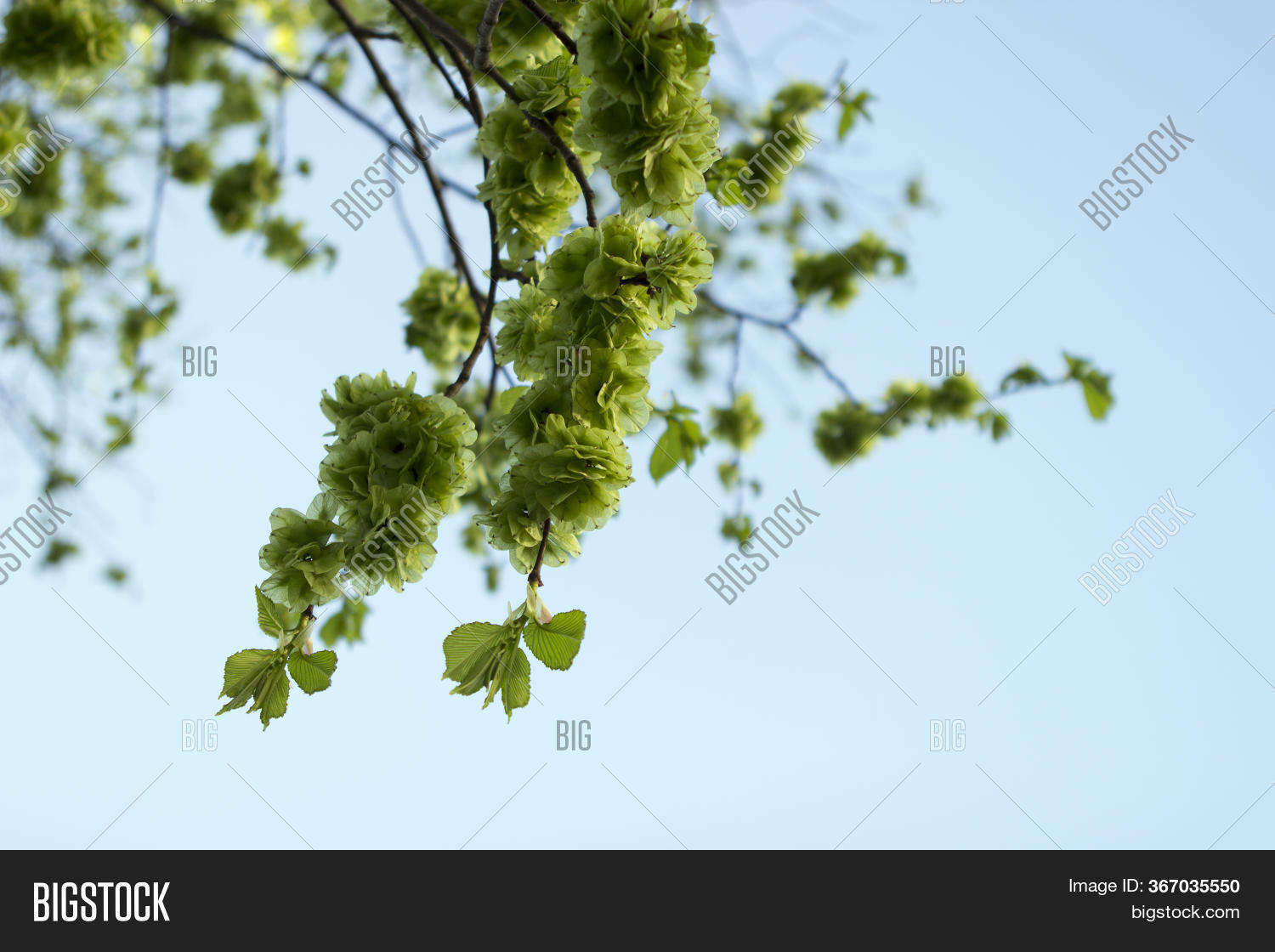 Branches Elm Tree Image & Photo (Free Trial) | Bigstock