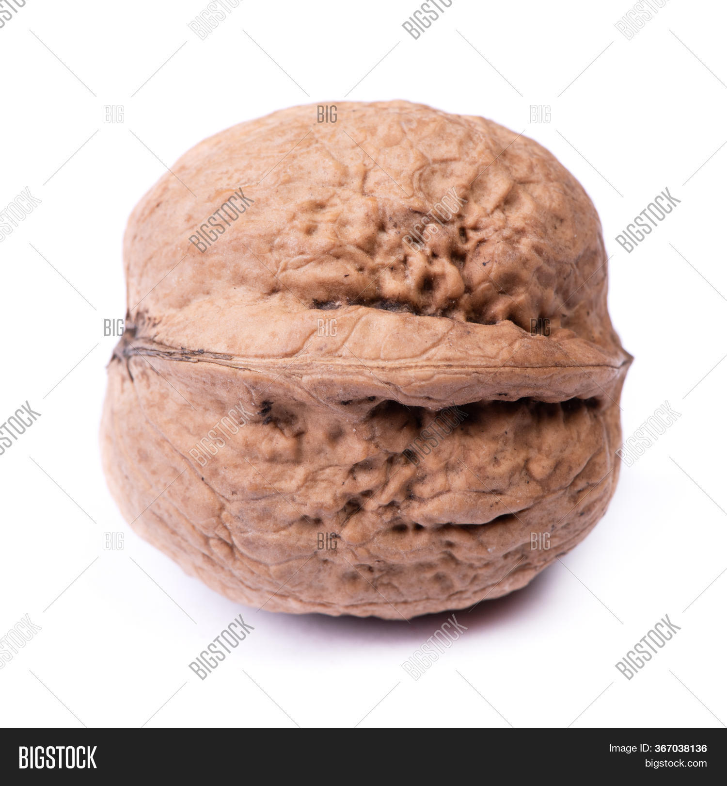 One Big Walnut Image & Photo (Free Trial) | Bigstock