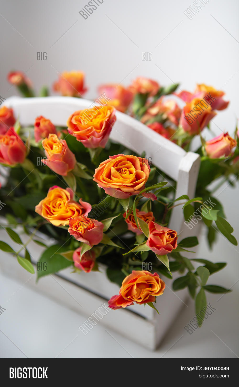 Bright Red-orange Rose Image & Photo (Free Trial) | Bigstock