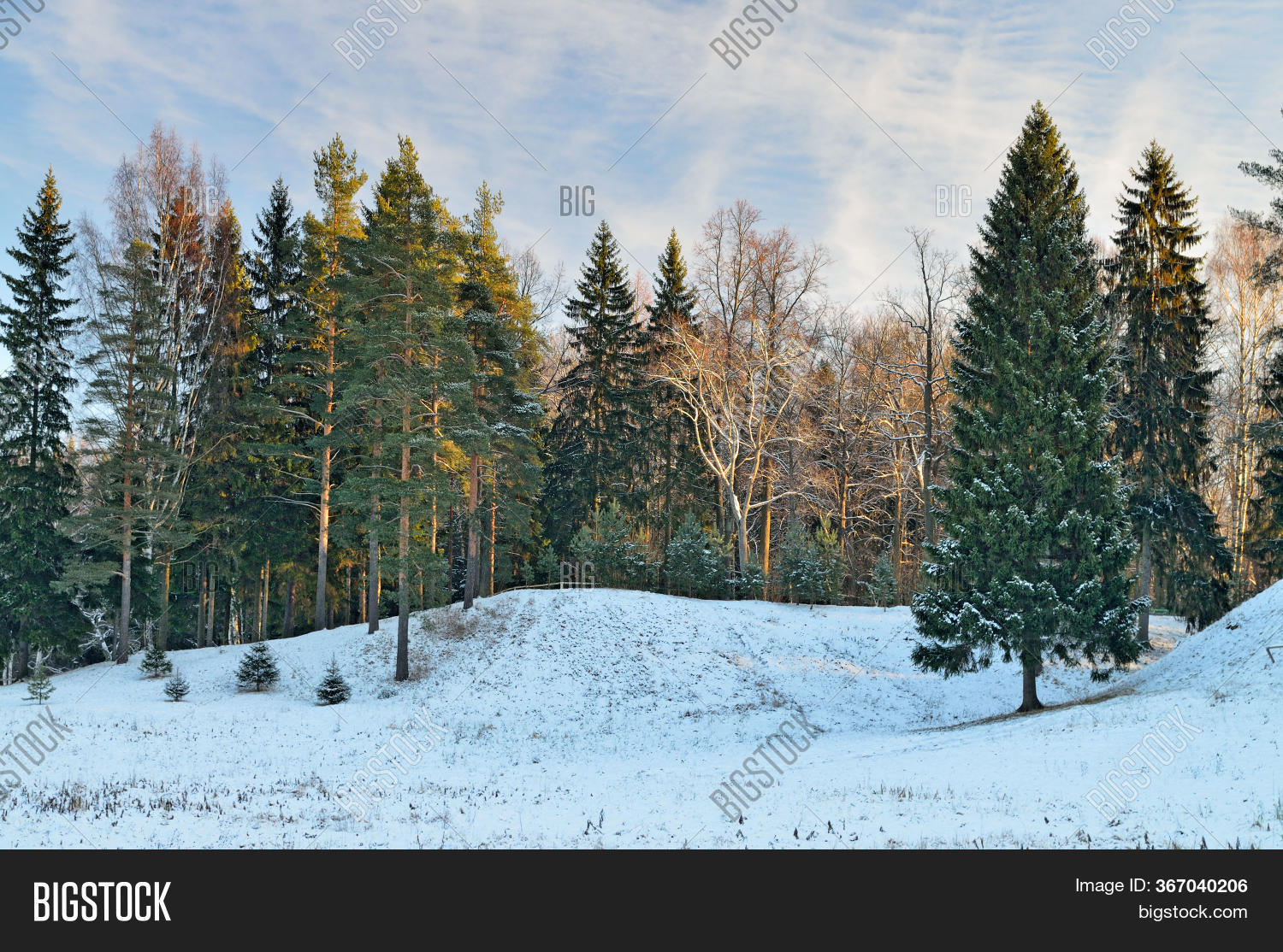 Morning Forest Winter. Image & Photo (Free Trial) | Bigstock