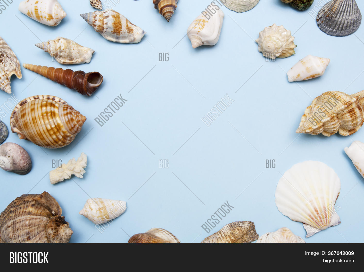Top View On Seashells Image & Photo (Free Trial) | Bigstock