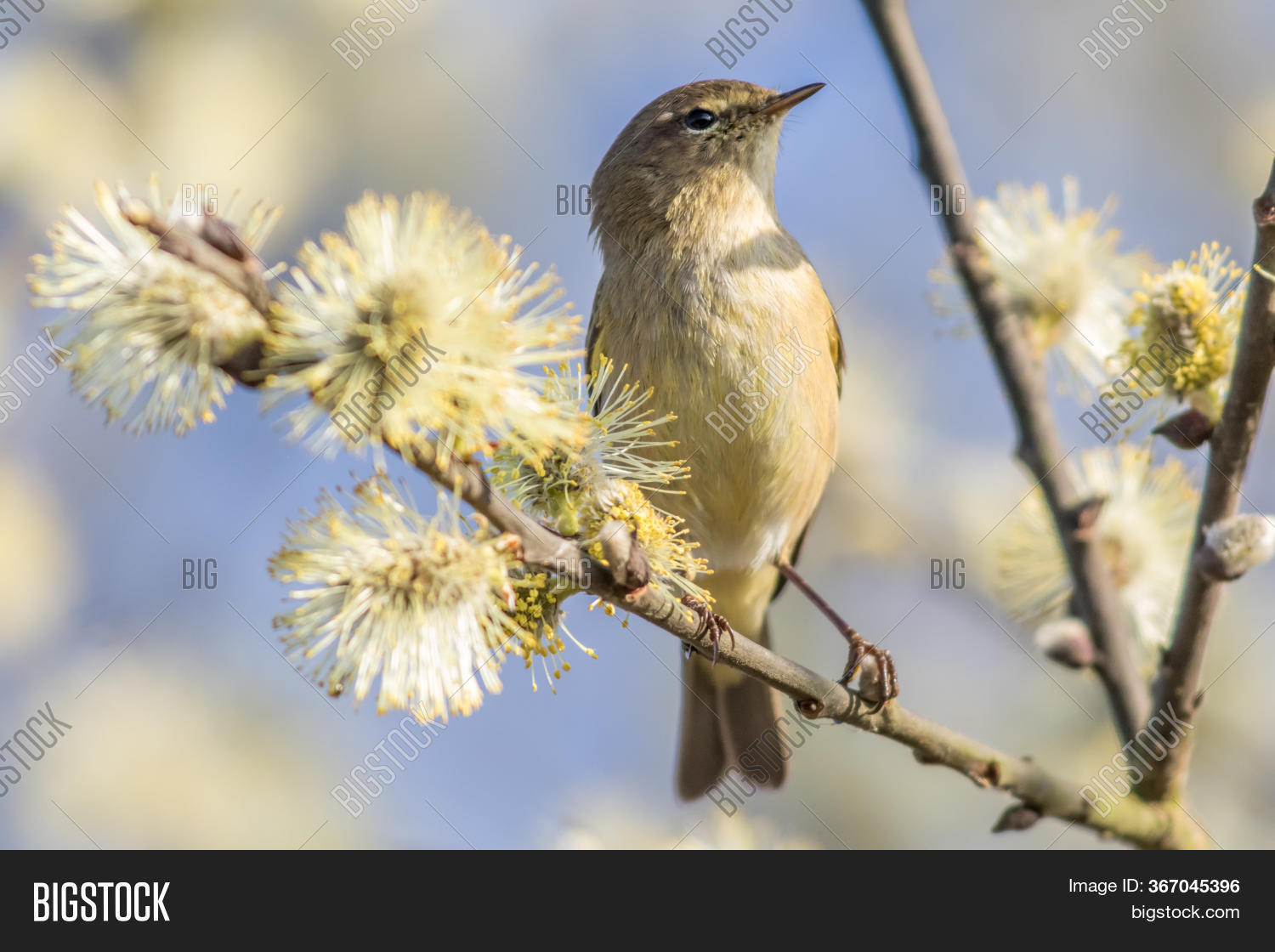 Common Chiffchaff ( Image & Photo (Free Trial) | Bigstock