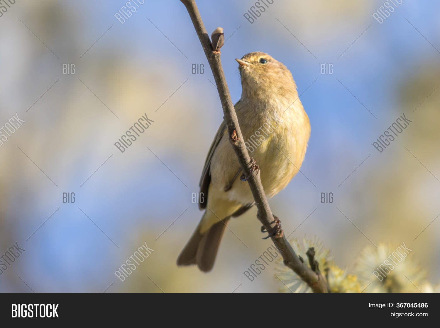 Common Chiffchaff ( Image & Photo (Free Trial) | Bigstock