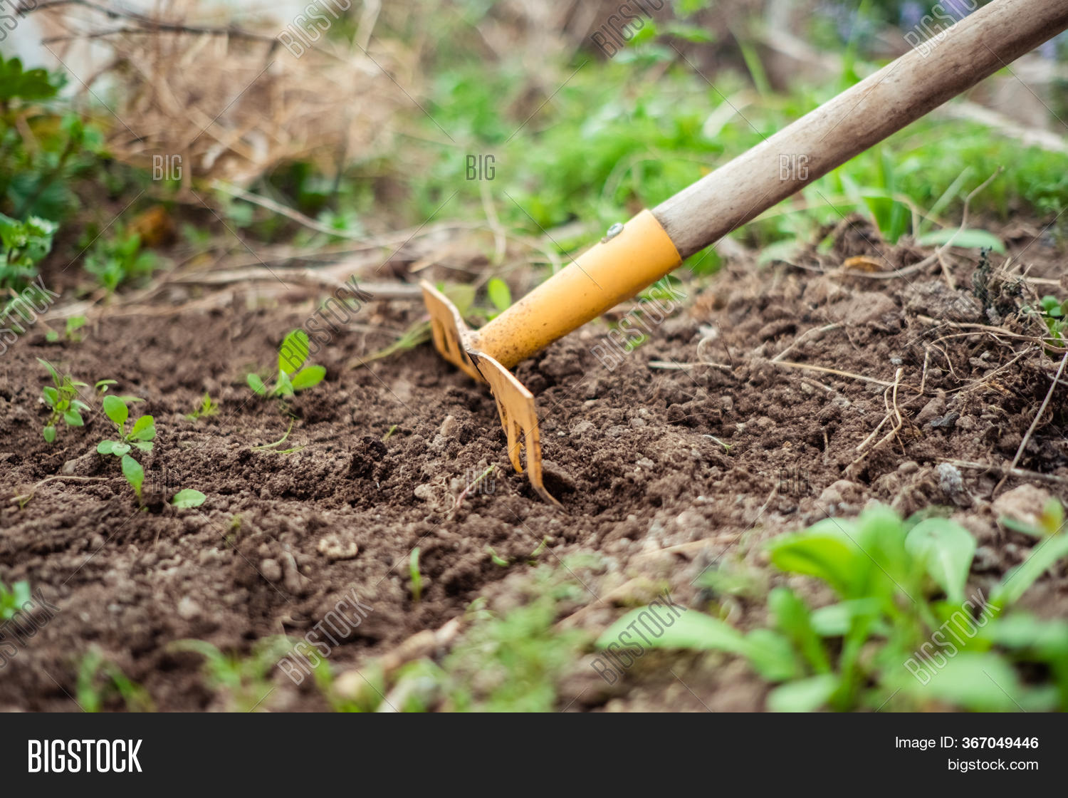 Close Rake Cultivating Image & Photo (Free Trial) | Bigstock